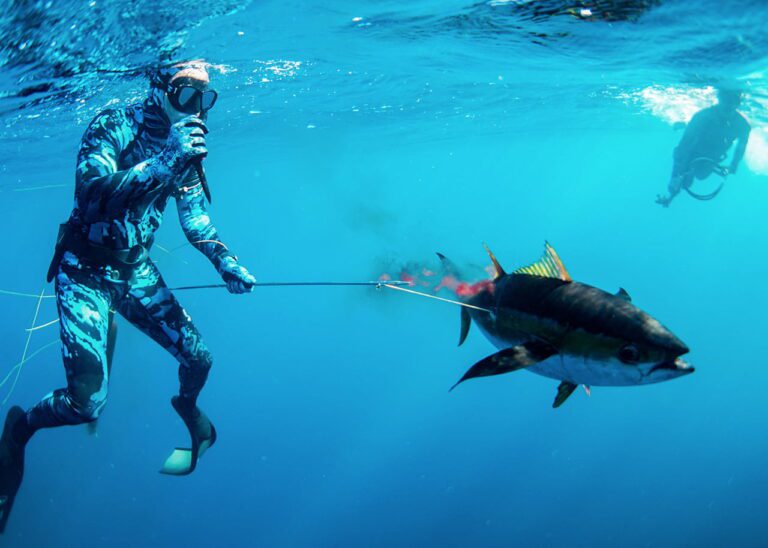 Riviera 45 Blue Water Hunting | Spearmex